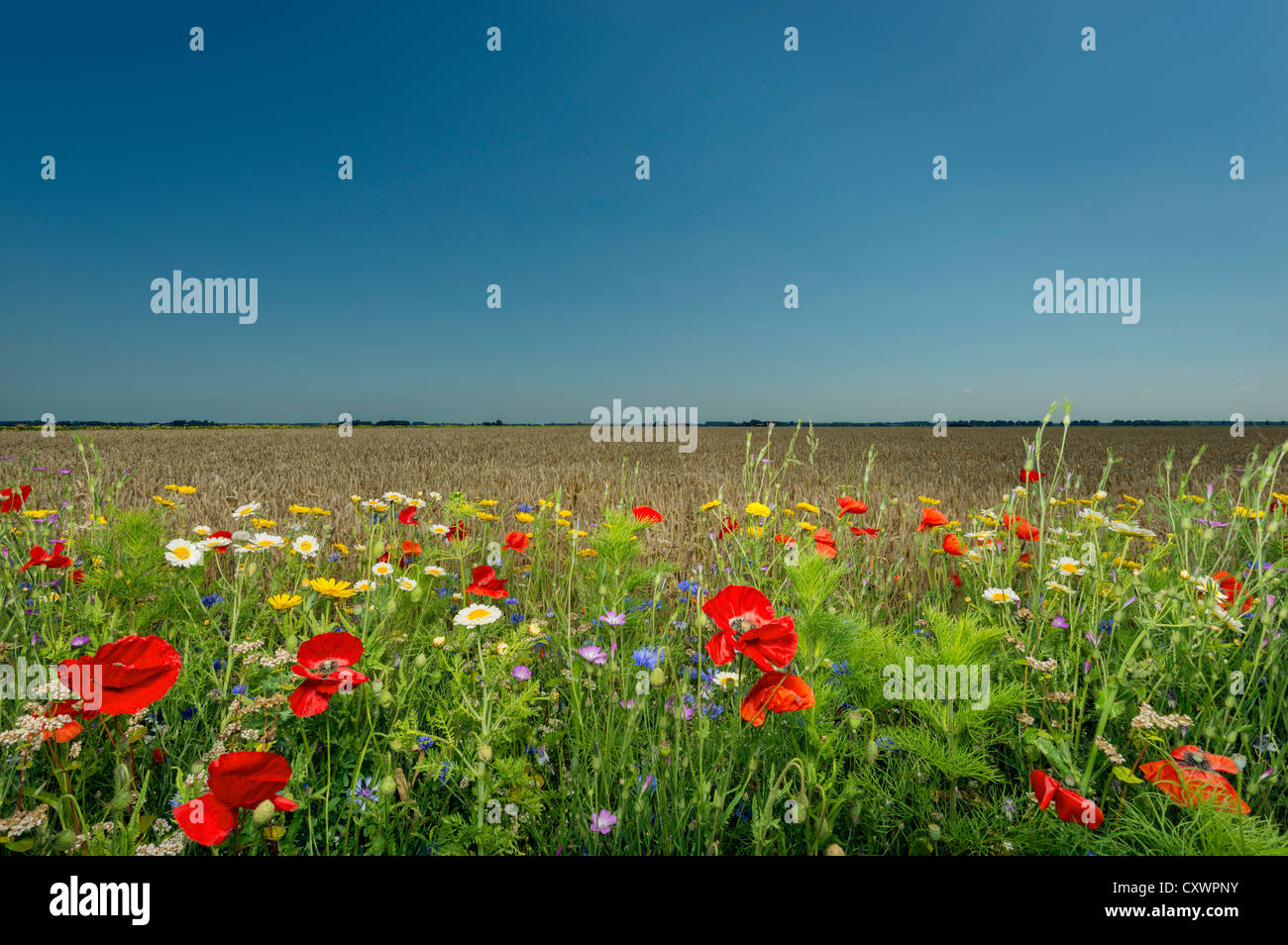 Rural wildflower hi-res stock photography and images - Alamy