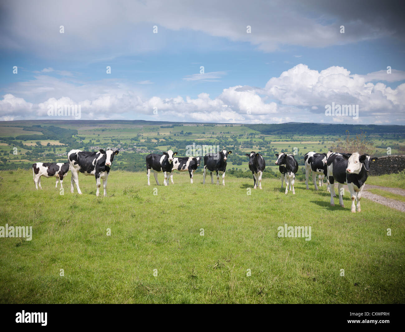 English rural landscape travel countryside cattle cows hi-res stock ...