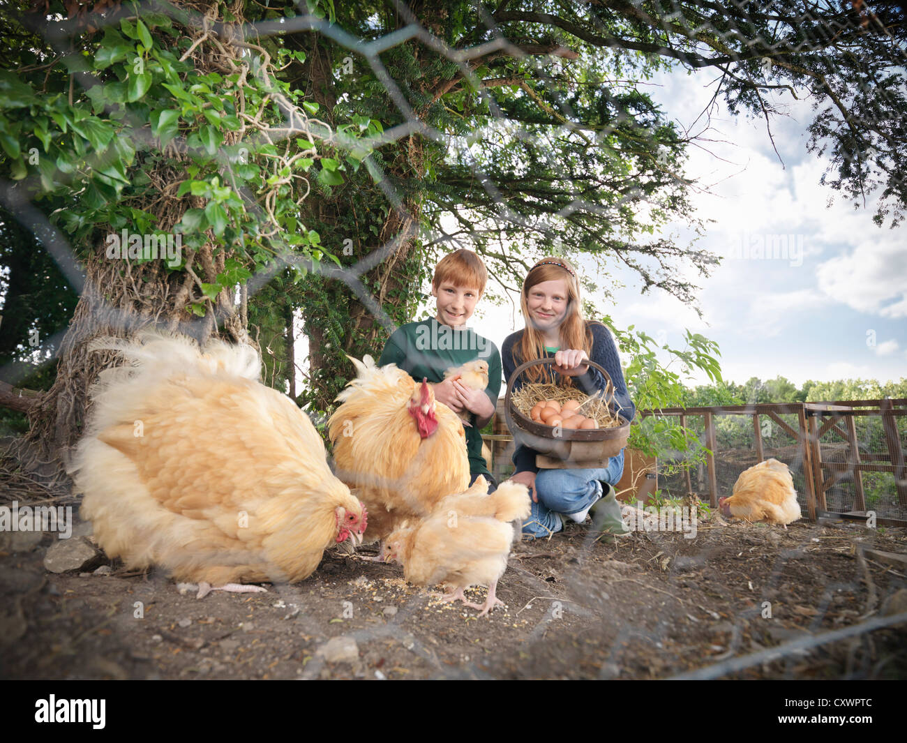 Two Chickens Eggs High Resolution Stock Photography and Images - Alamy
