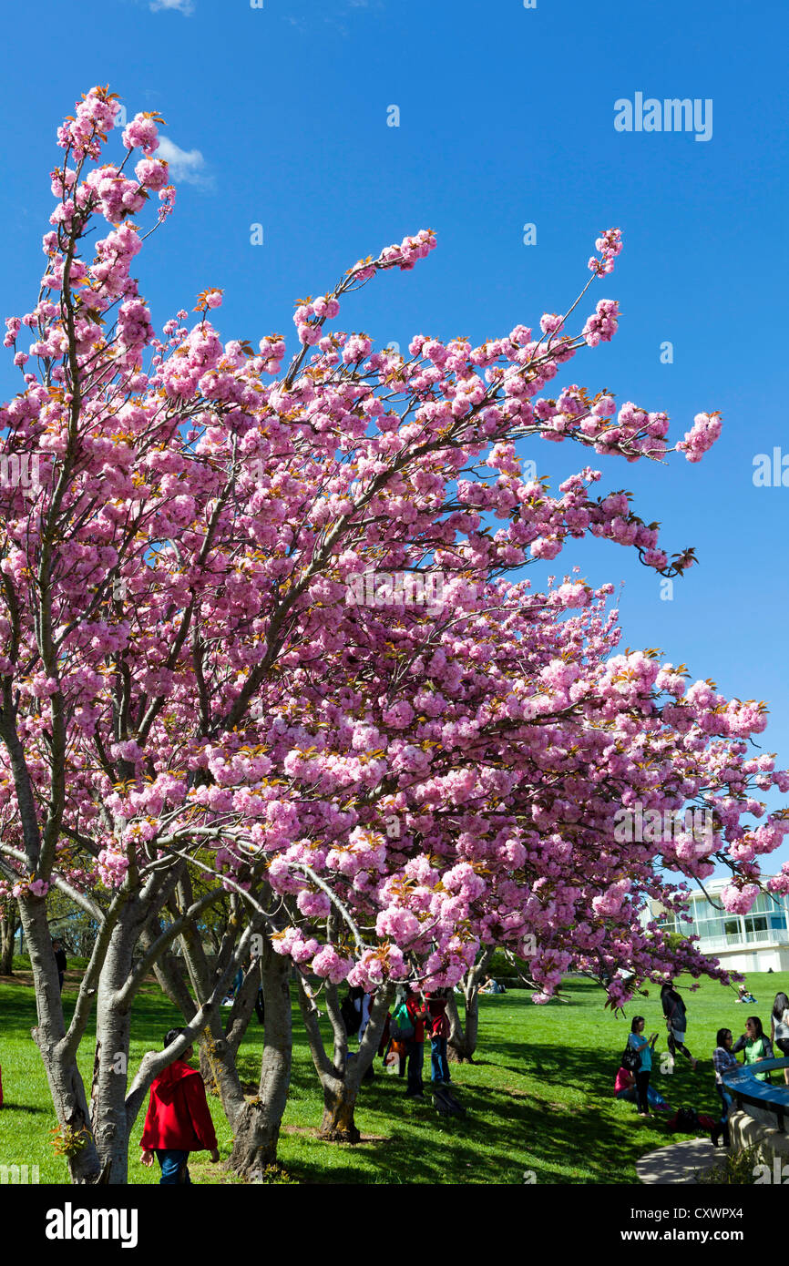 Cherry Blossom in Commonwealth Park, Canberra, Australia Stock Photo ...