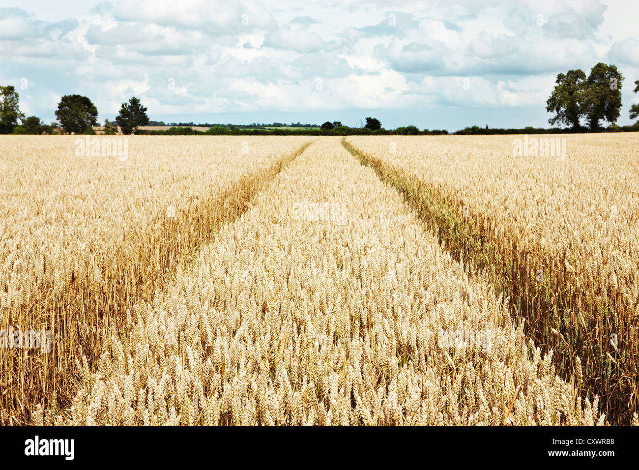 Paths carved in field of tall wheat Stock Photo - Alamy
