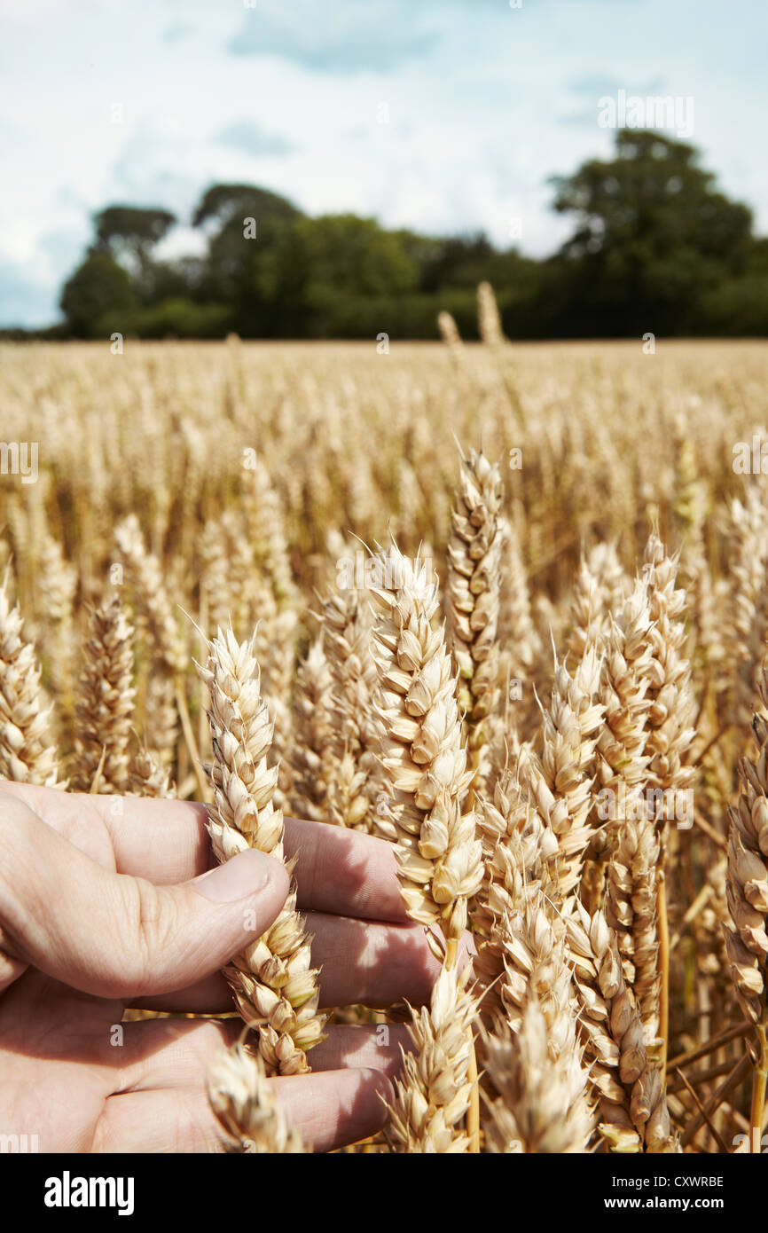 Close up of hand holding wheat stalks Stock Photo - Alamy