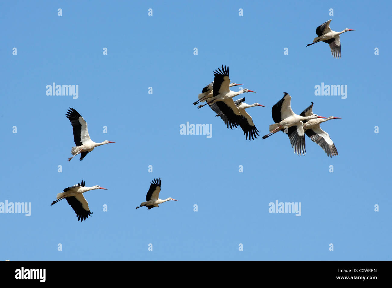 Flying white storks hi-res stock photography and images - Alamy