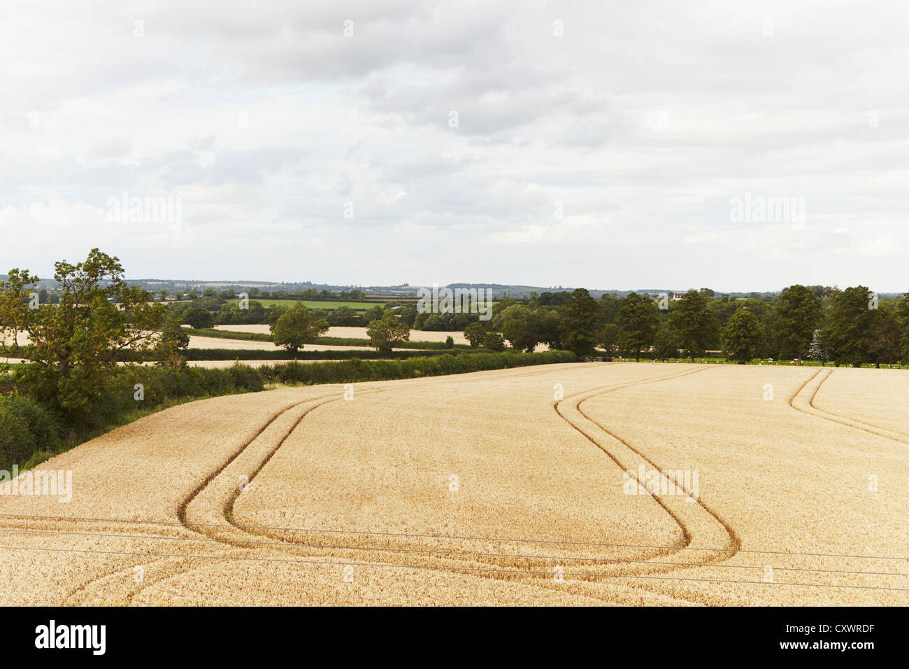 Paths carved in crop field Stock Photo - Alamy