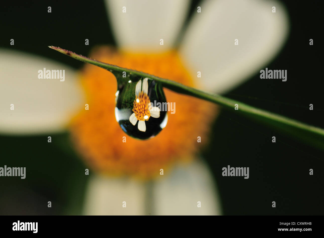 water droplet with flower inside Stock Photo - Alamy