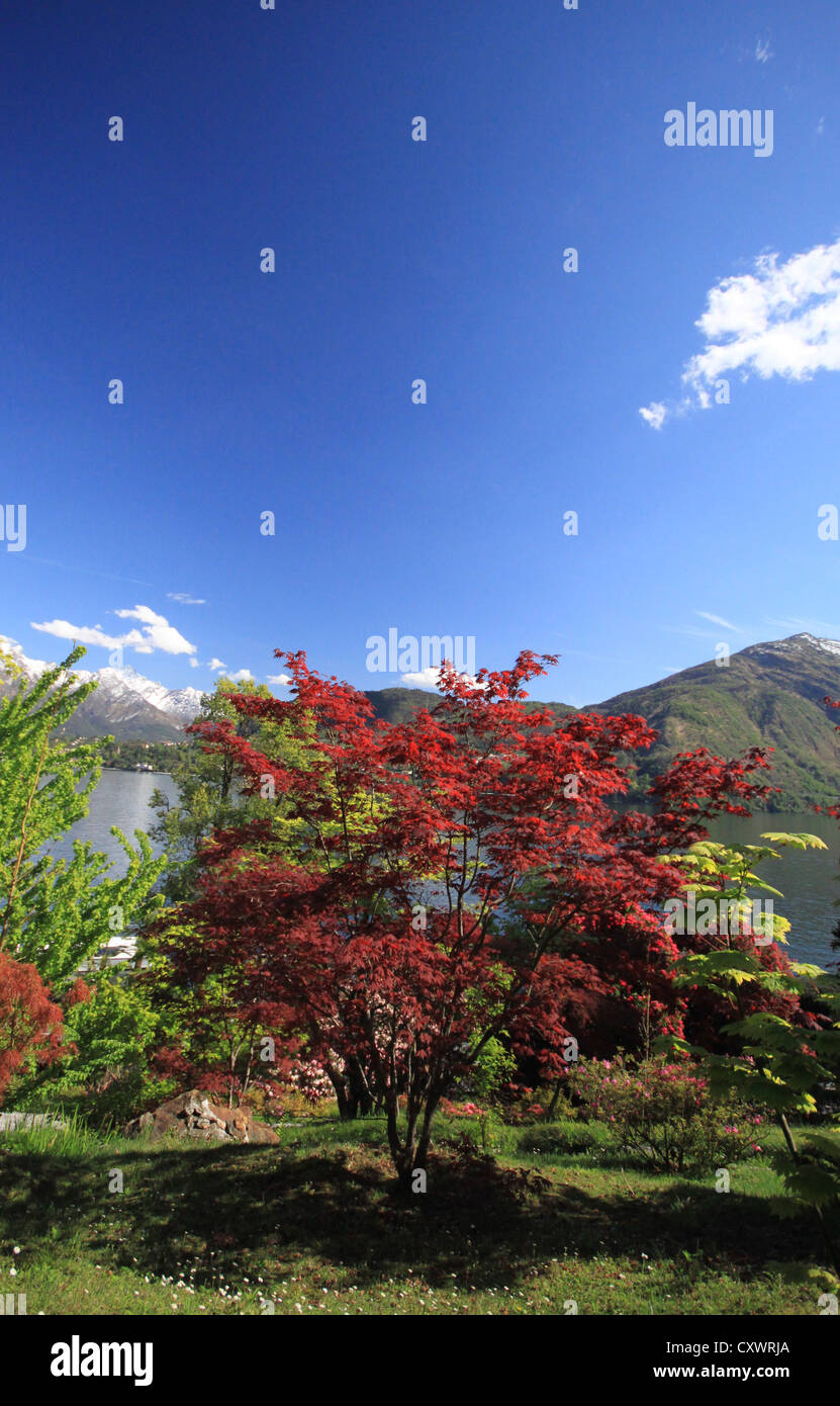 Japanese Maple tree in the gardens of Villa Carlotta on Lake Como ...