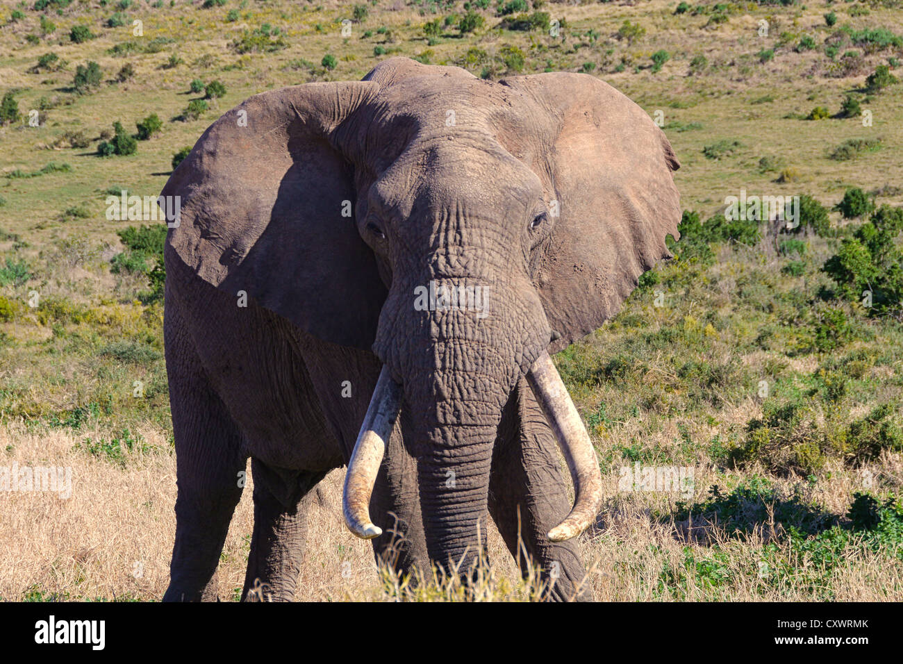 Huge elephant hi-res stock photography and images - Alamy