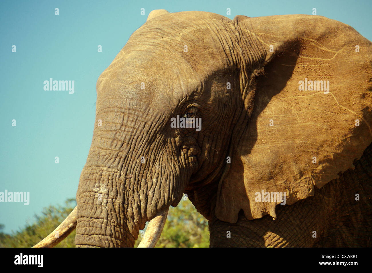 male elephant with long tusks Stock Photo - Alamy