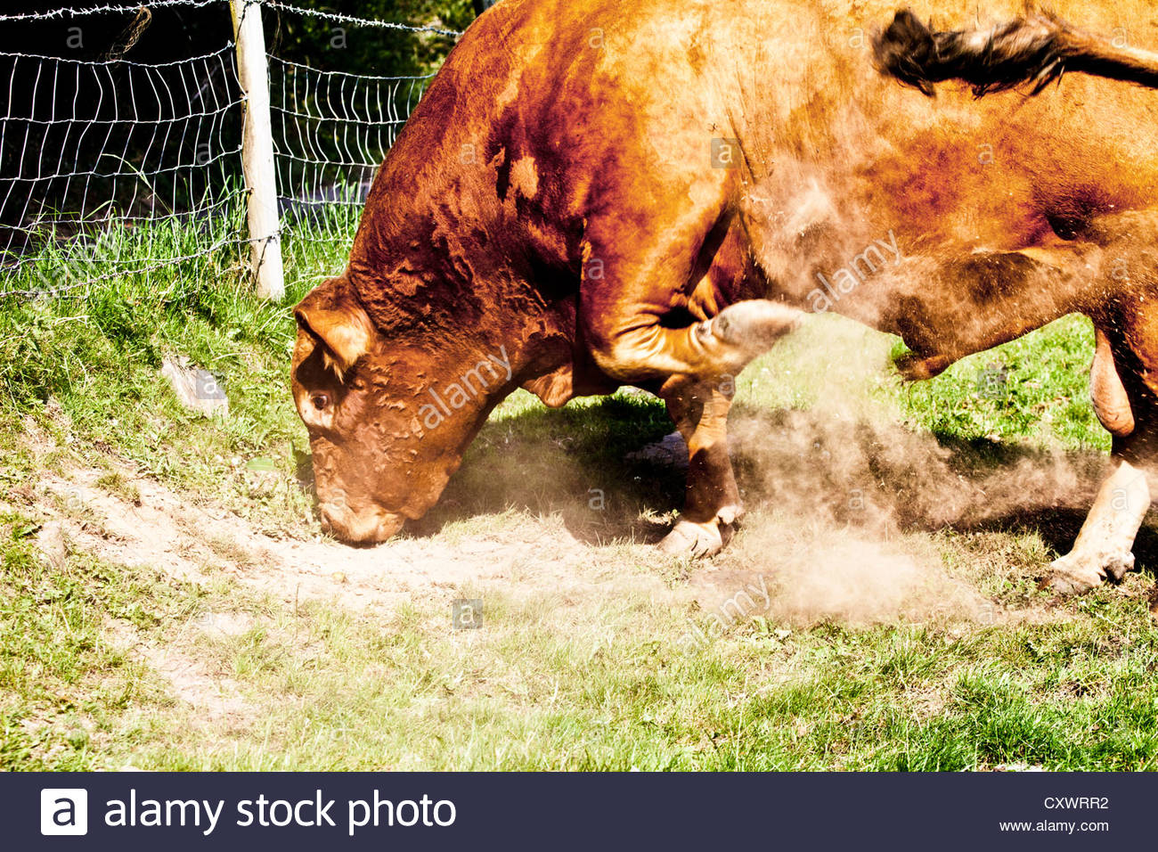 Pawing Stock Photos & Pawing Stock Images - Alamy