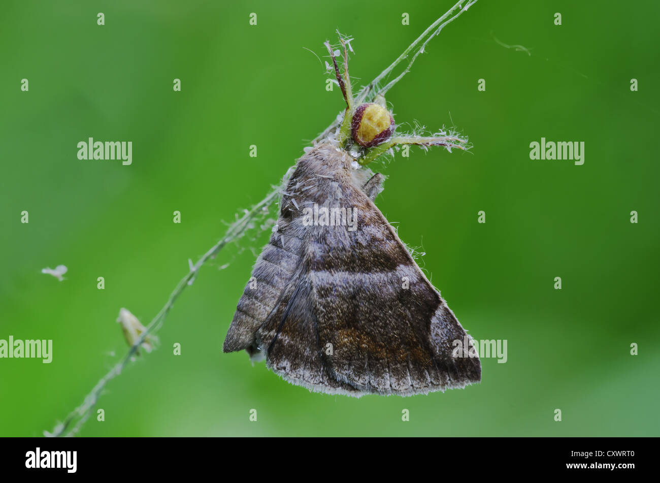 crab spider eating a moth in the parks Stock Photo - Alamy