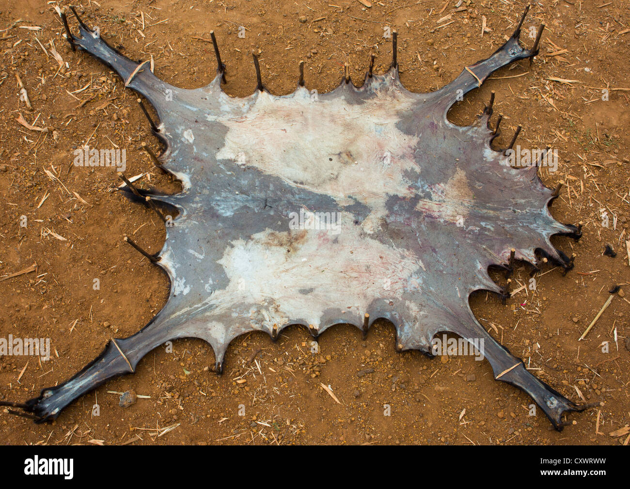 Drying animal skin konso omo hi-res stock photography and images - Alamy