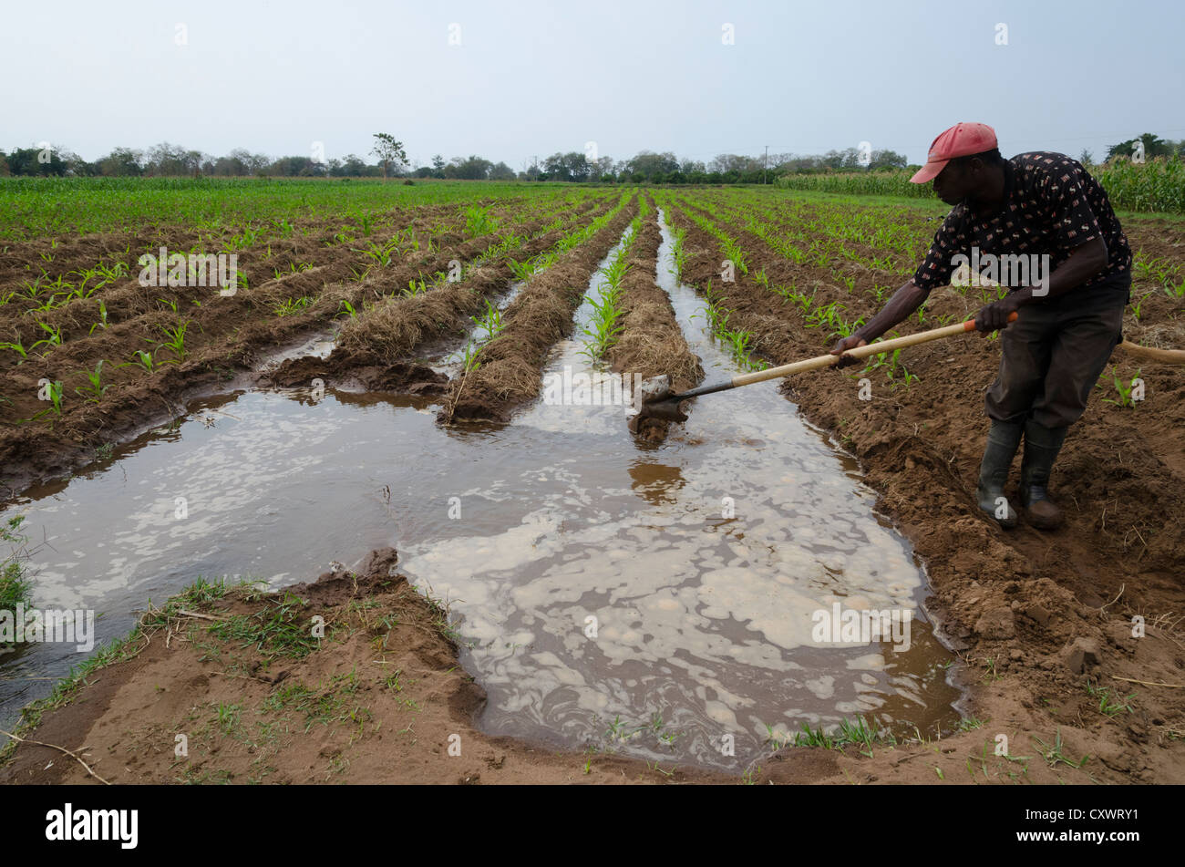 Buleya Malima Cooperative. Smallholder farmer irrigating his field ...