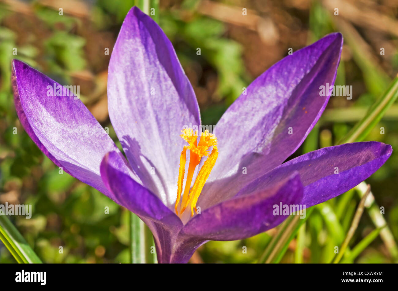 Crocus albiflorus blooming Stock Photo - Alamy