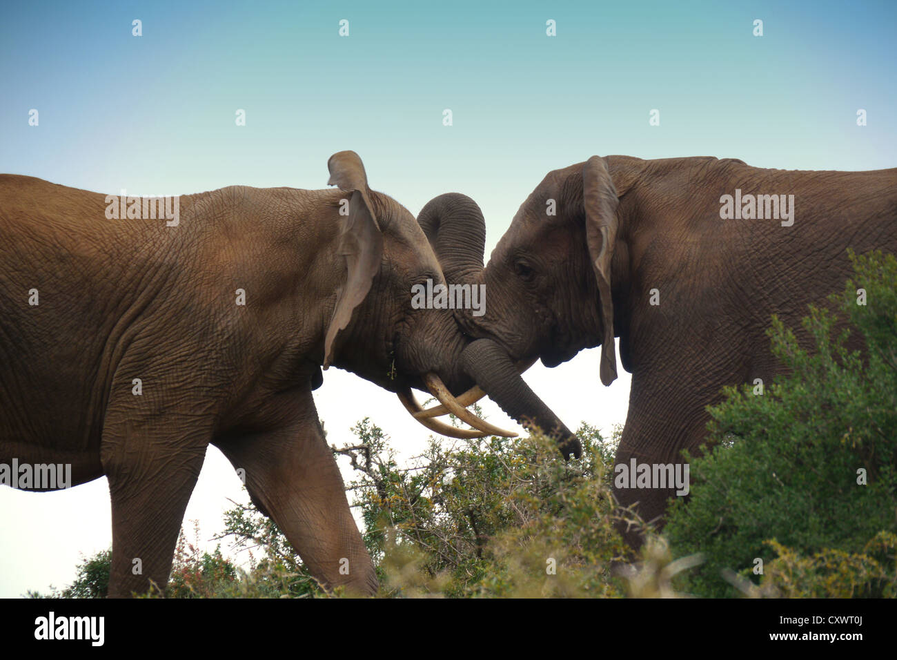 two juvenile elephants lock tusks Stock Photo - Alamy