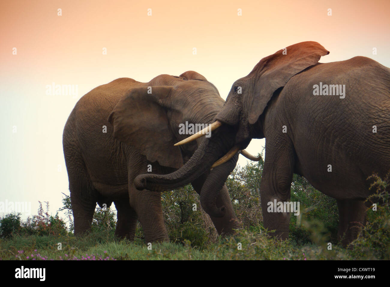 two battling elephants Stock Photo - Alamy