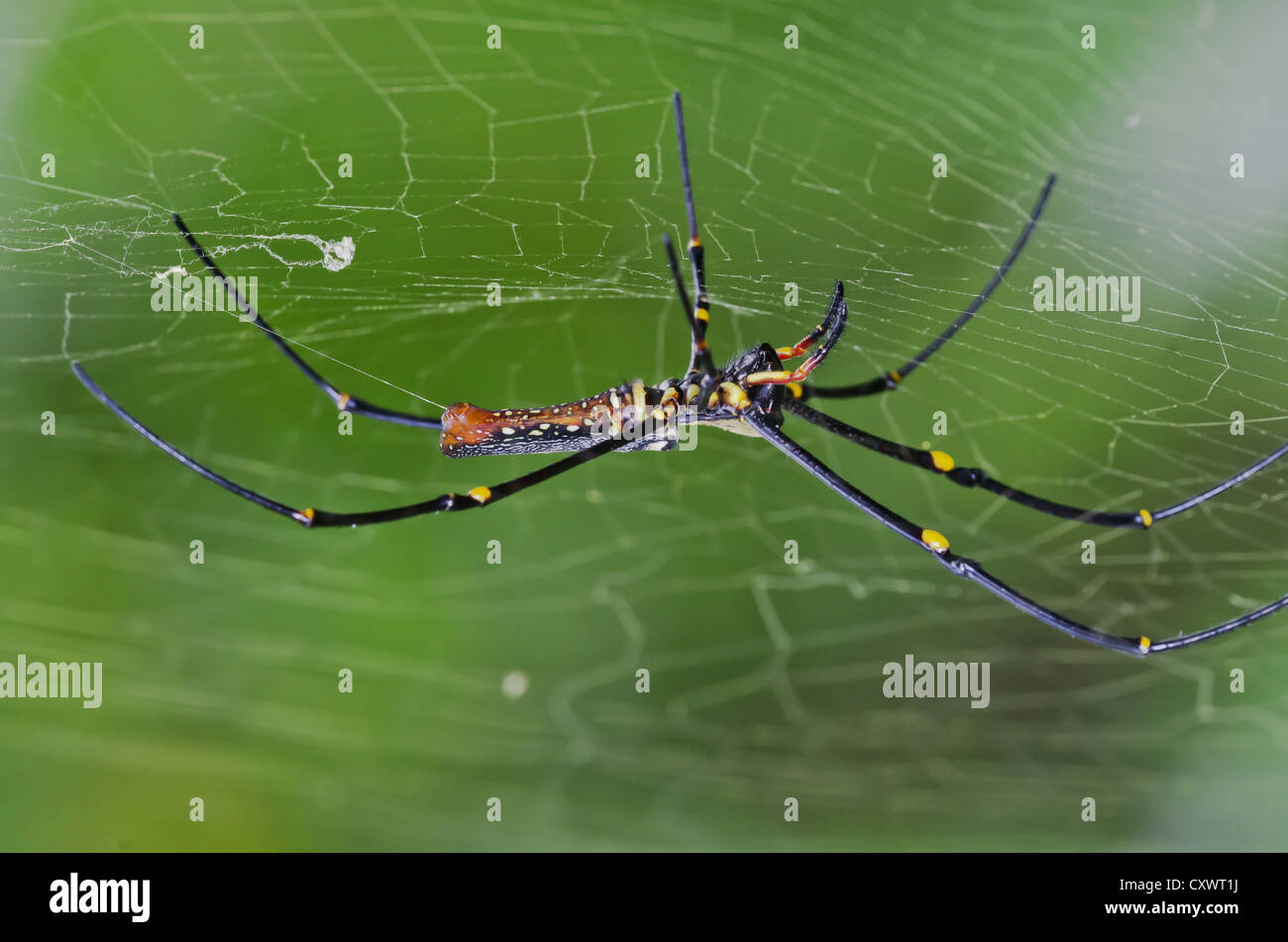 Orb web spider hi-res stock photography and images - Alamy