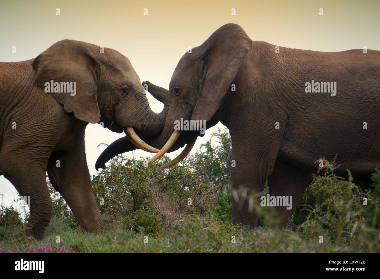two battling juvenile elephants Stock Photo - Alamy