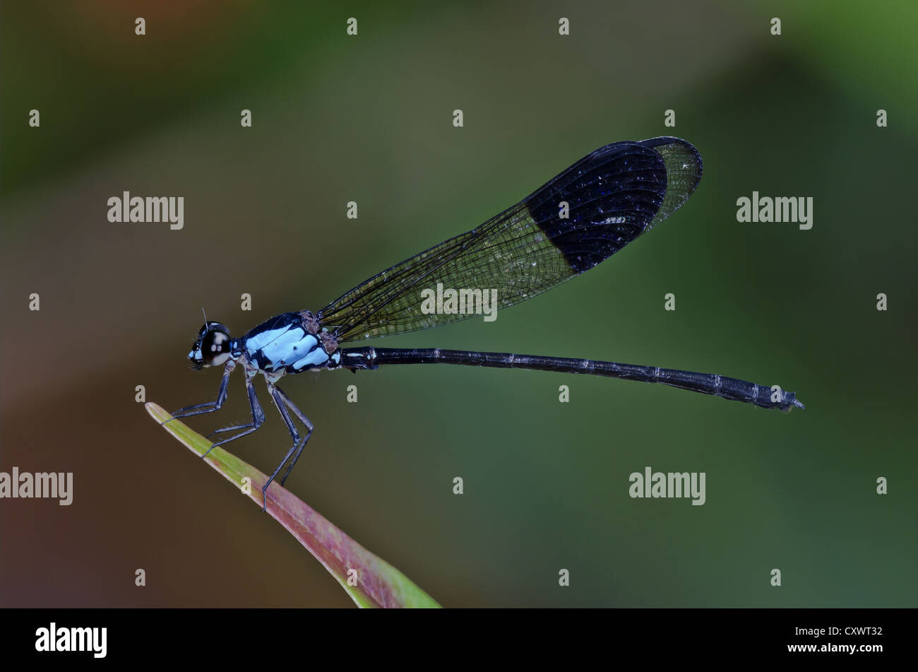 Euphaea hi-res stock photography and images - Alamy