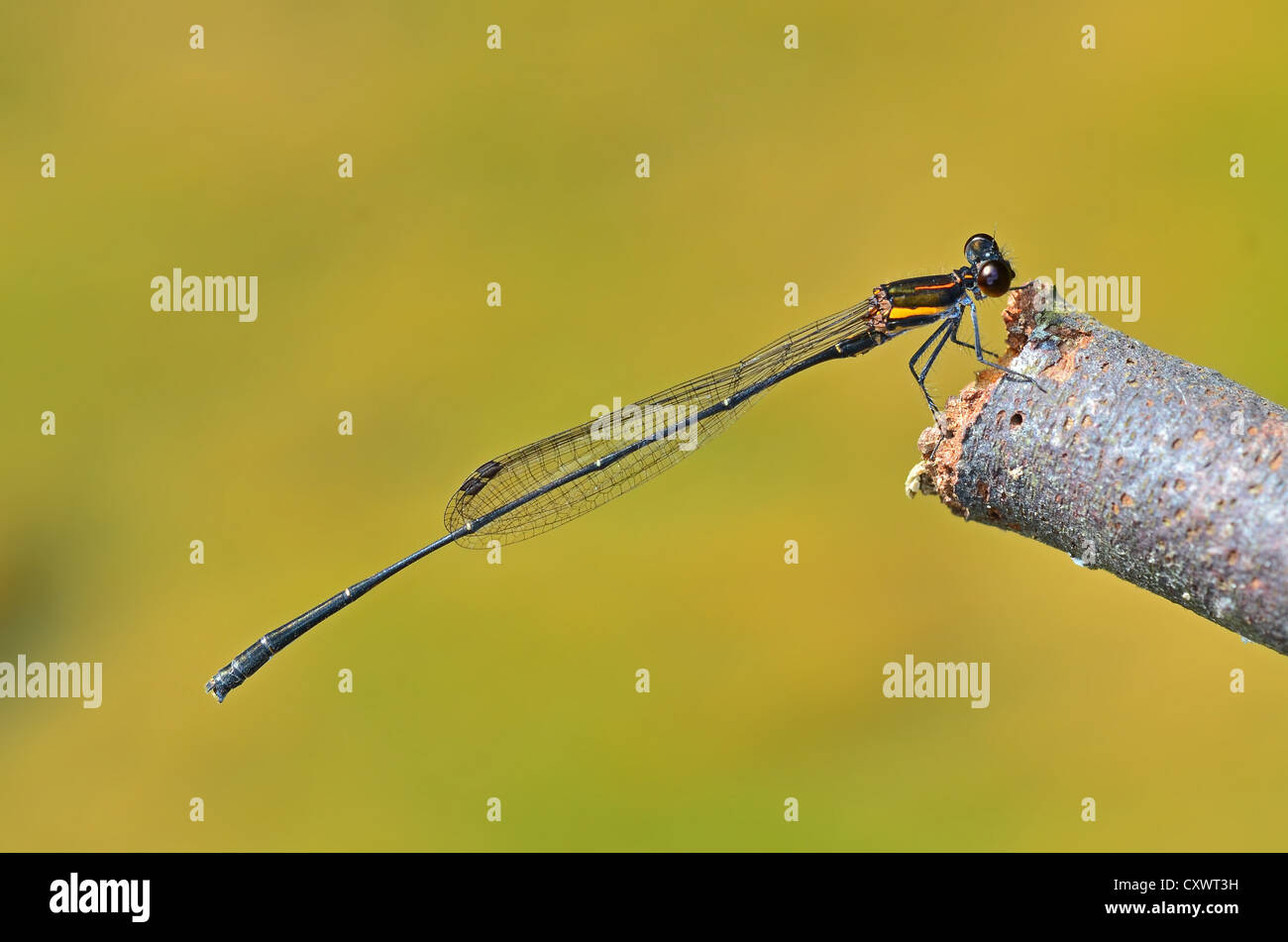 Prodasineura humeralis male Orange-striped Thread tail damselfly Stock ...