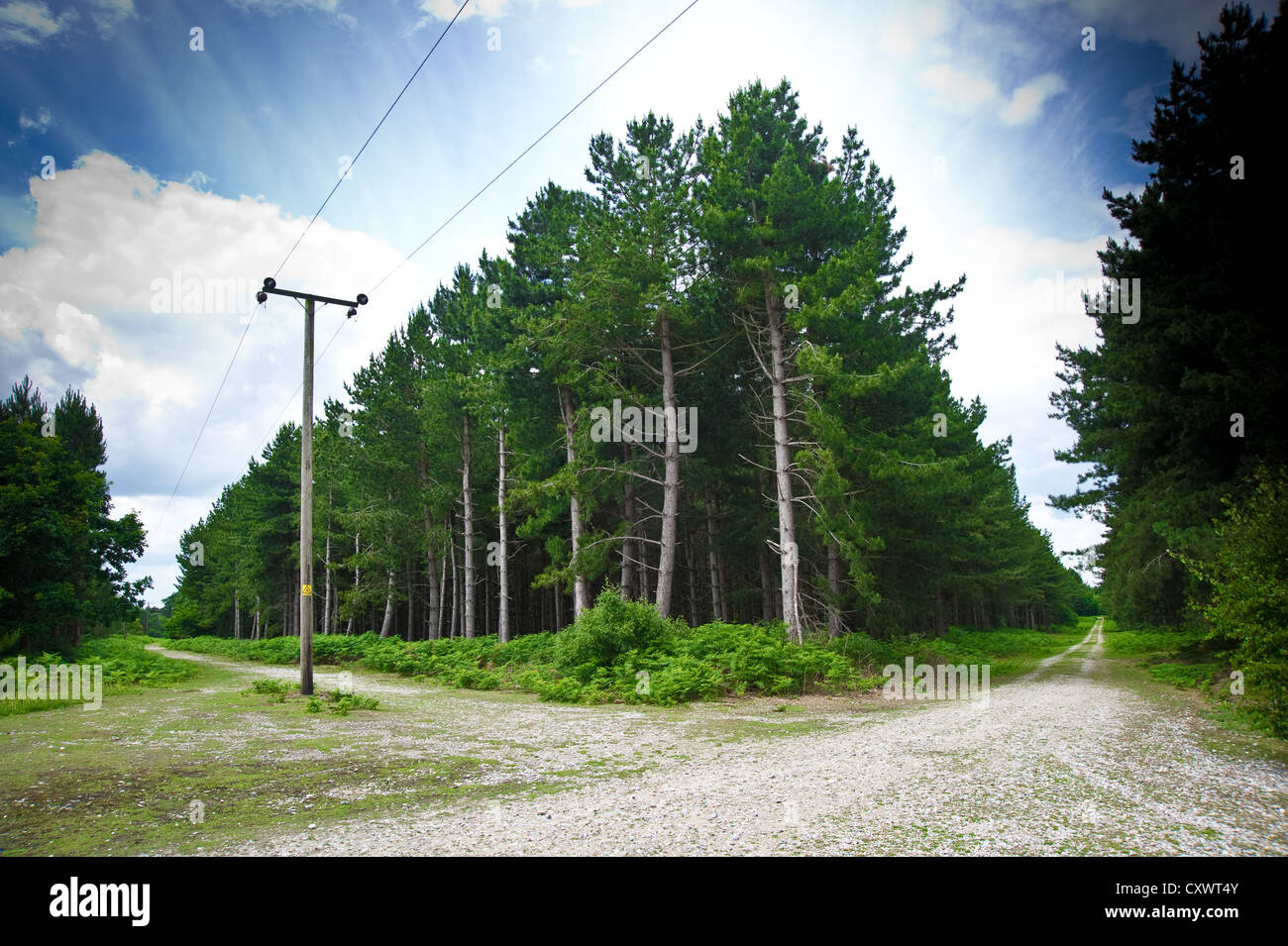 Two paths crossing each other within Rendlesham Forest, Suffolk ...