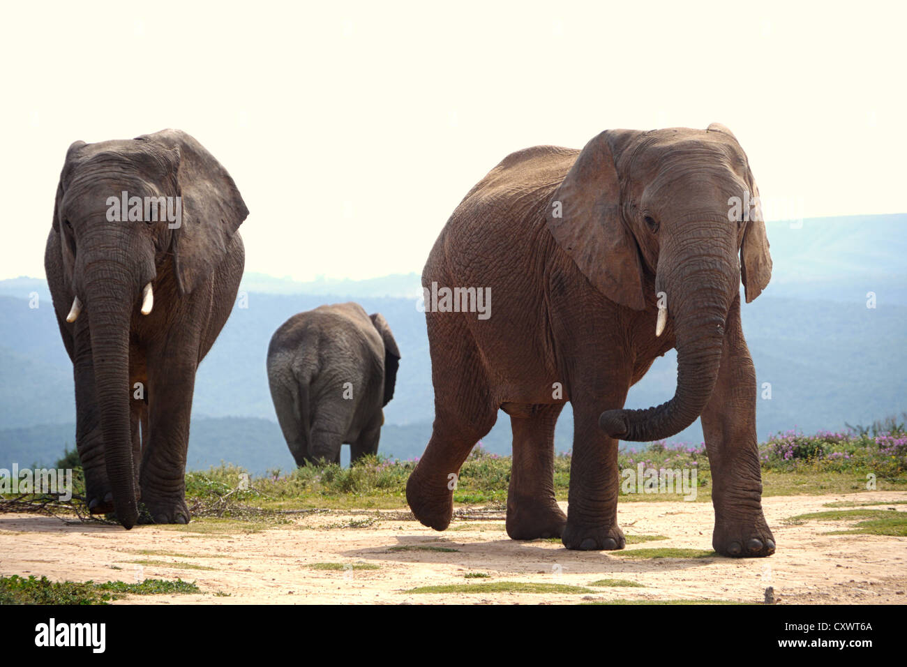 Family elephant hi-res stock photography and images - Alamy