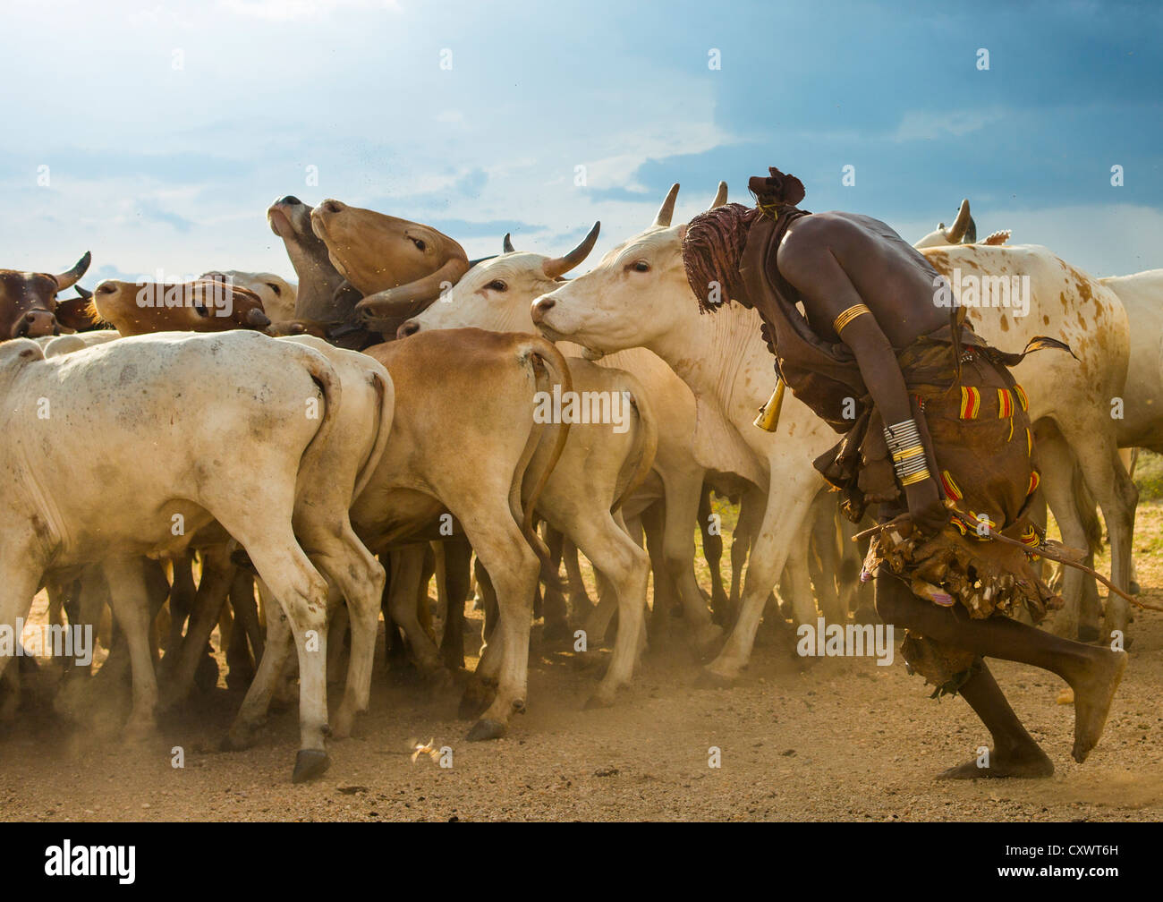 Cattle leaping ceremony hi-res stock photography and images - Alamy