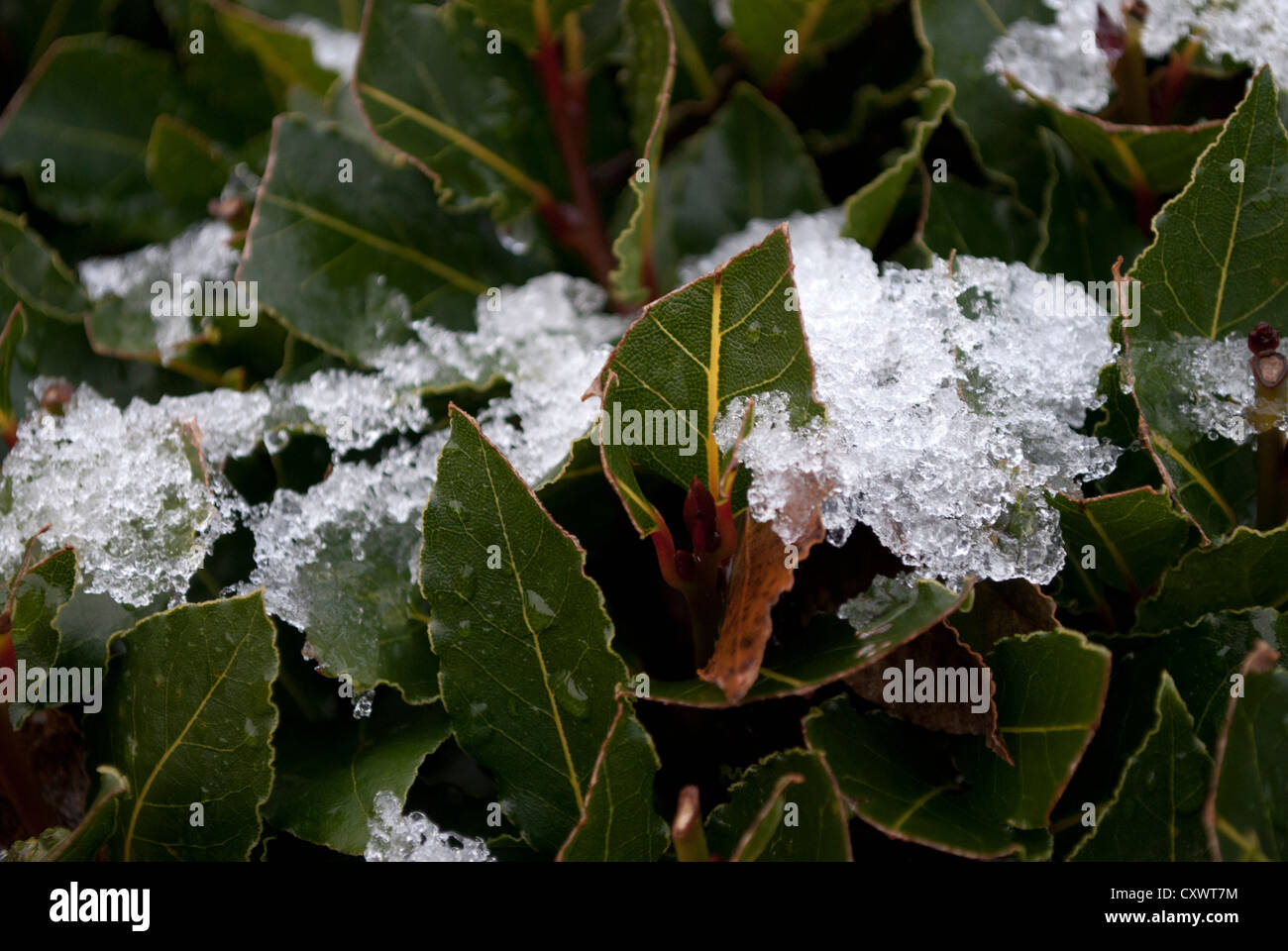 Bay leaf tree hi-res stock photography and images - Alamy