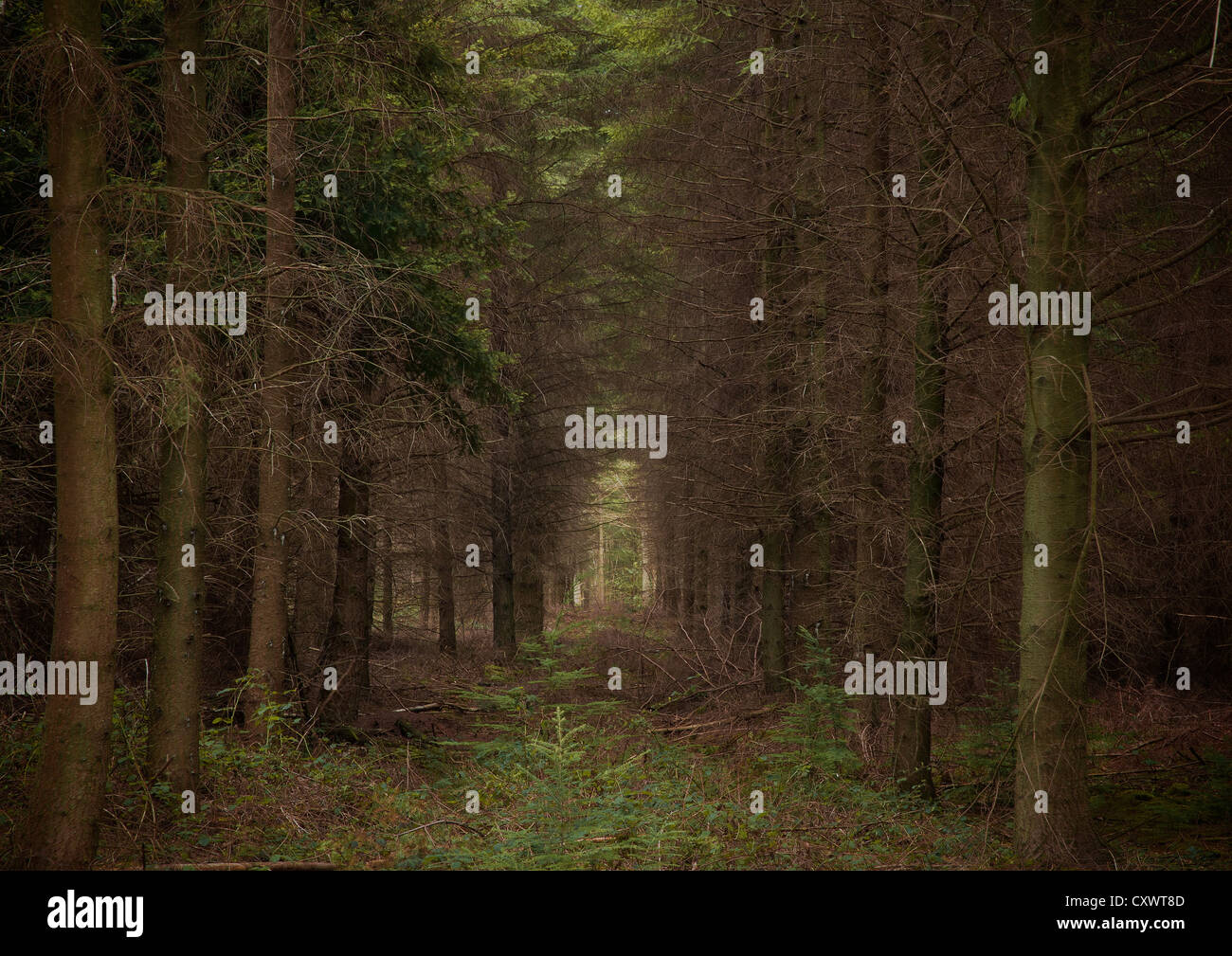 Path in dark forest Stock Photo - Alamy