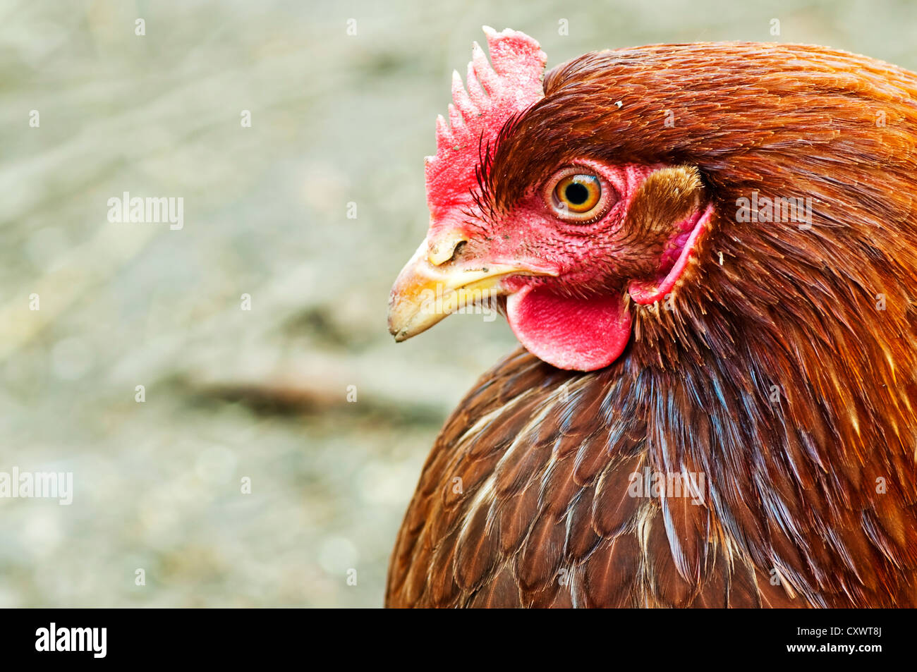 Red head crest hi-res stock photography and images - Alamy