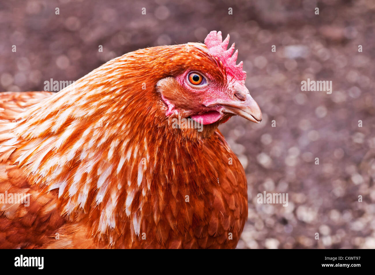 Red head crest hi-res stock photography and images - Alamy
