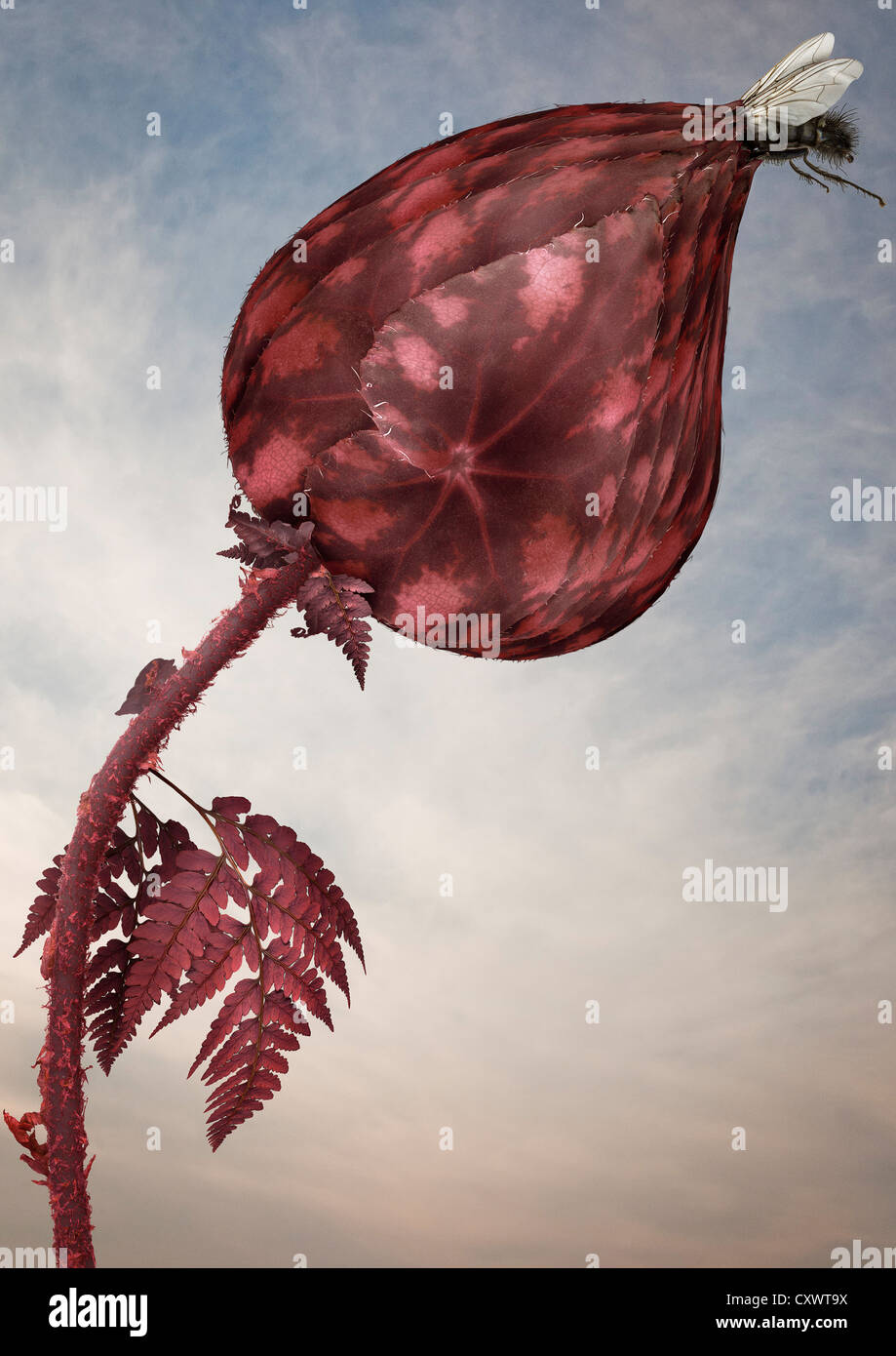 Triffid hi-res stock photography and images - Alamy