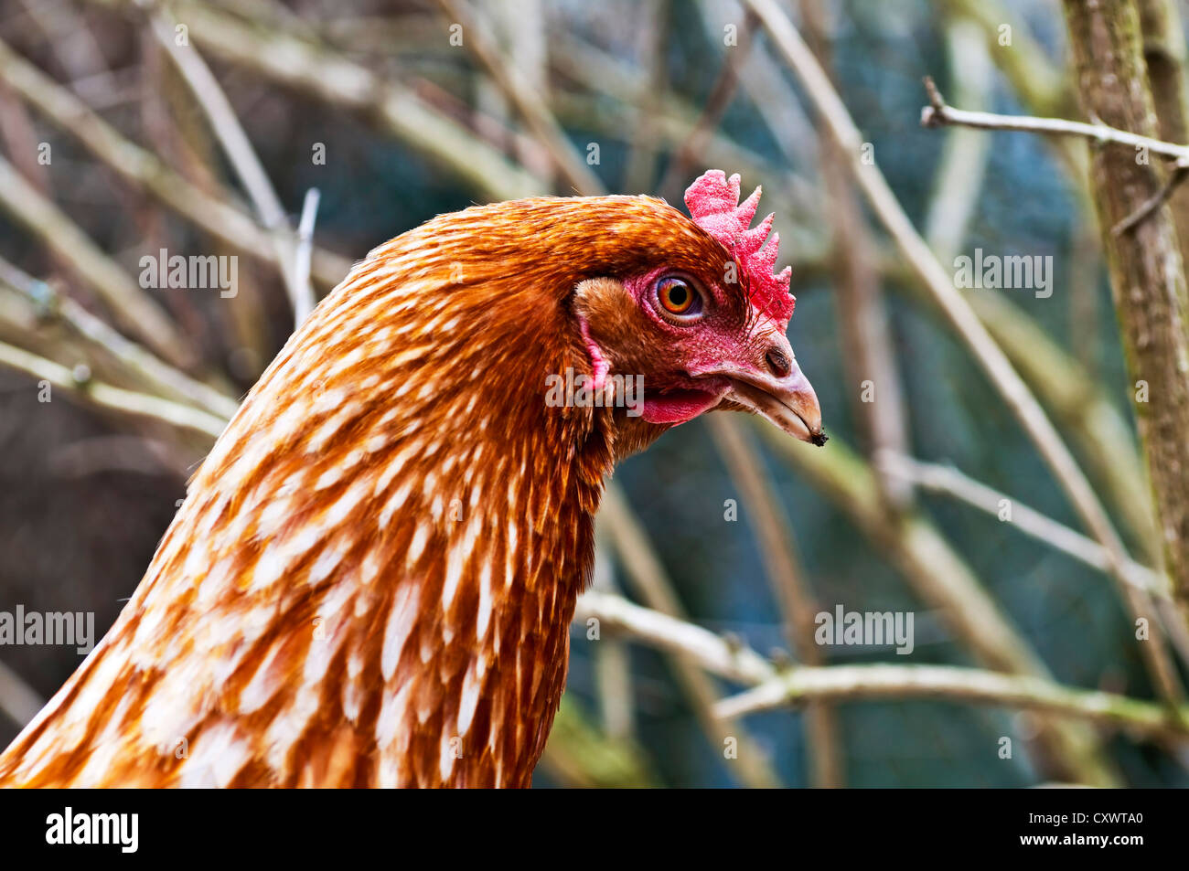 closeup of the head of a hen Stock Photo - Alamy