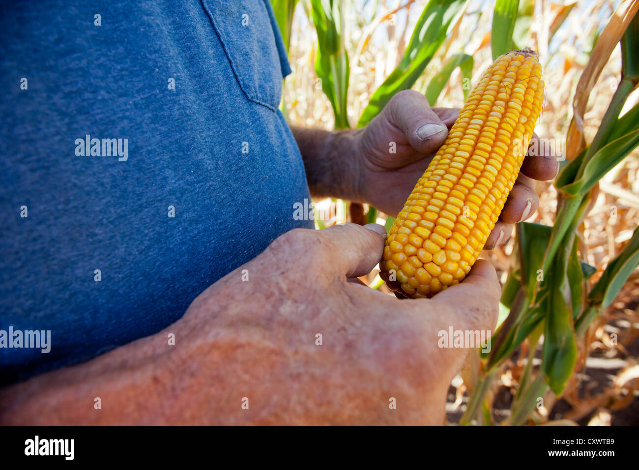 Farmer examining ear of corn Stock Photo - Alamy