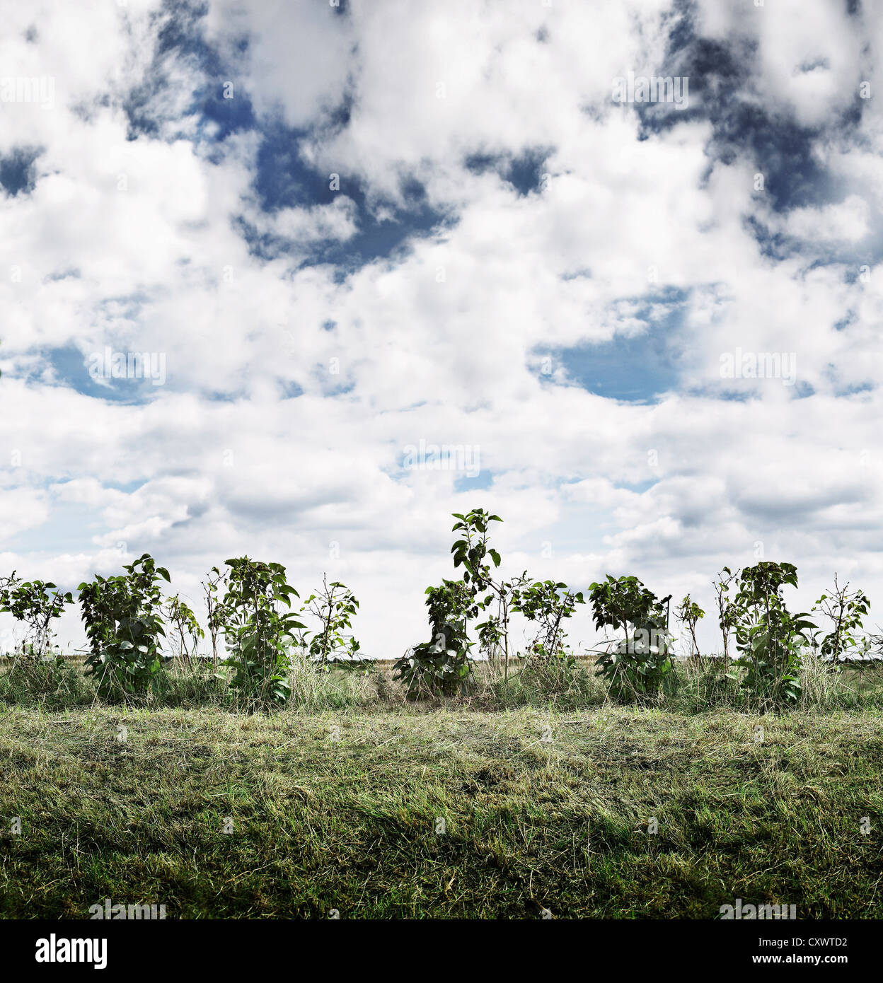 Low growing shrubs hi-res stock photography and images - Alamy