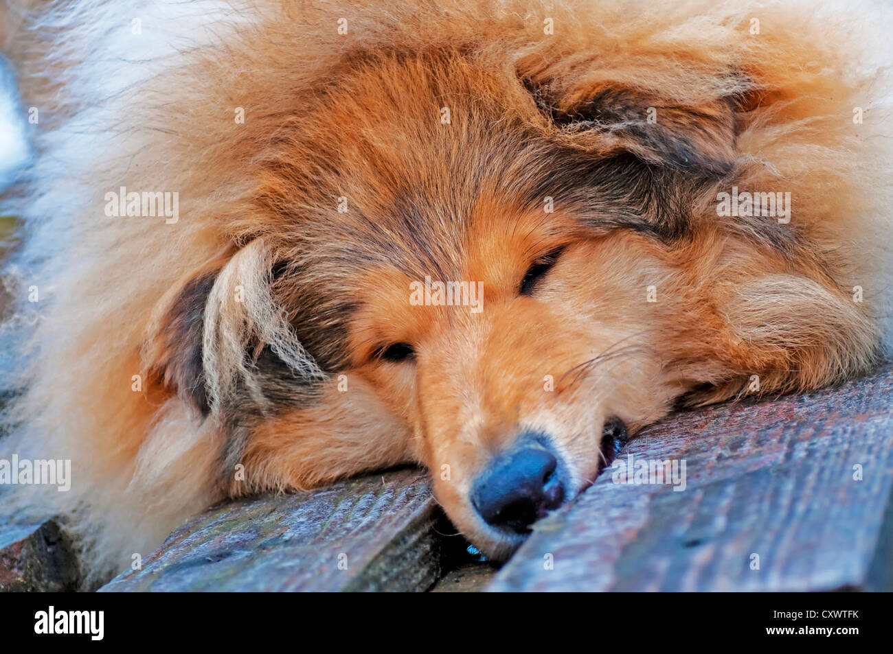head of a young British collie dog Stock Photo - Alamy
