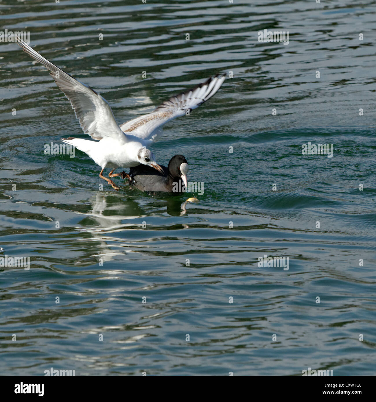 Animals fighting over food hi-res stock photography and images - Alamy