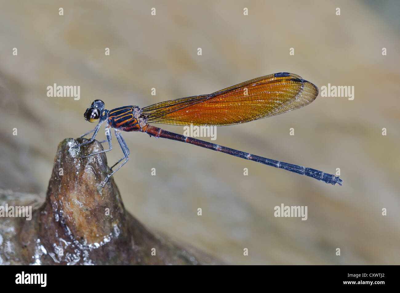 Euphaea ochracea hi-res stock photography and images - Alamy