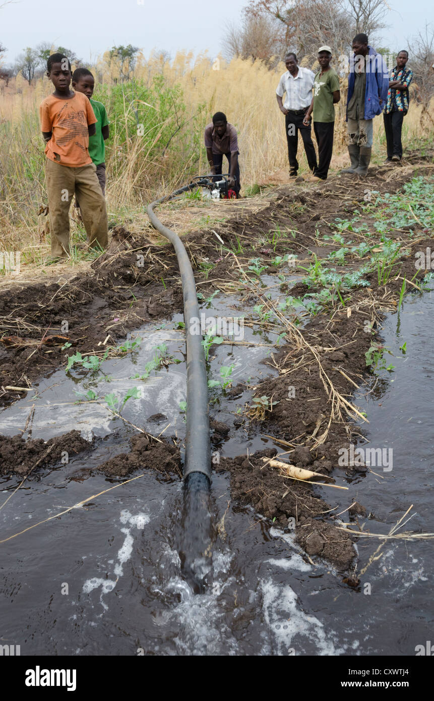 Smallholder farmer irrigating his field with a mechanical pump ...