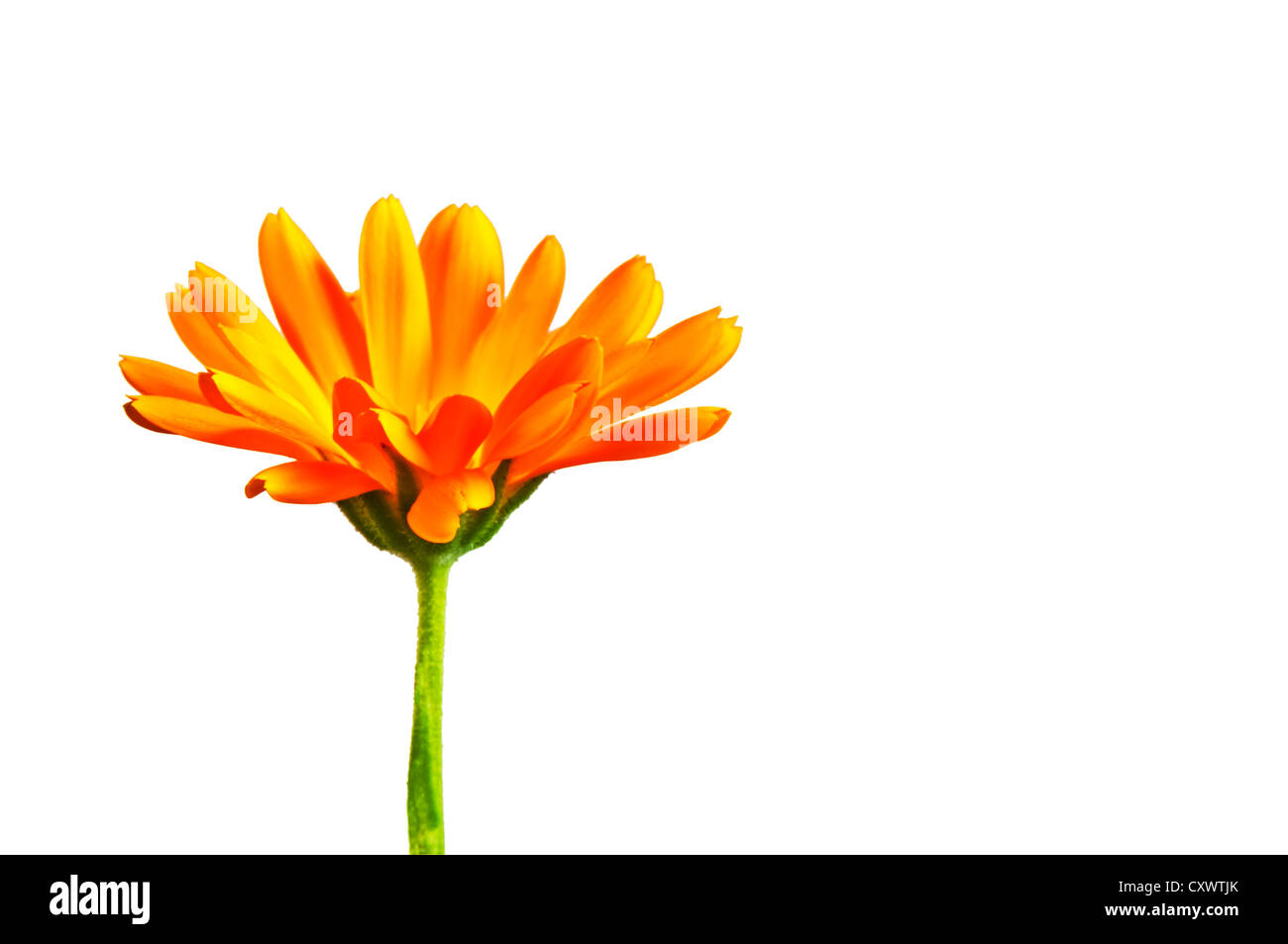 marigold flower cutout on a white background Stock Photo - Alamy