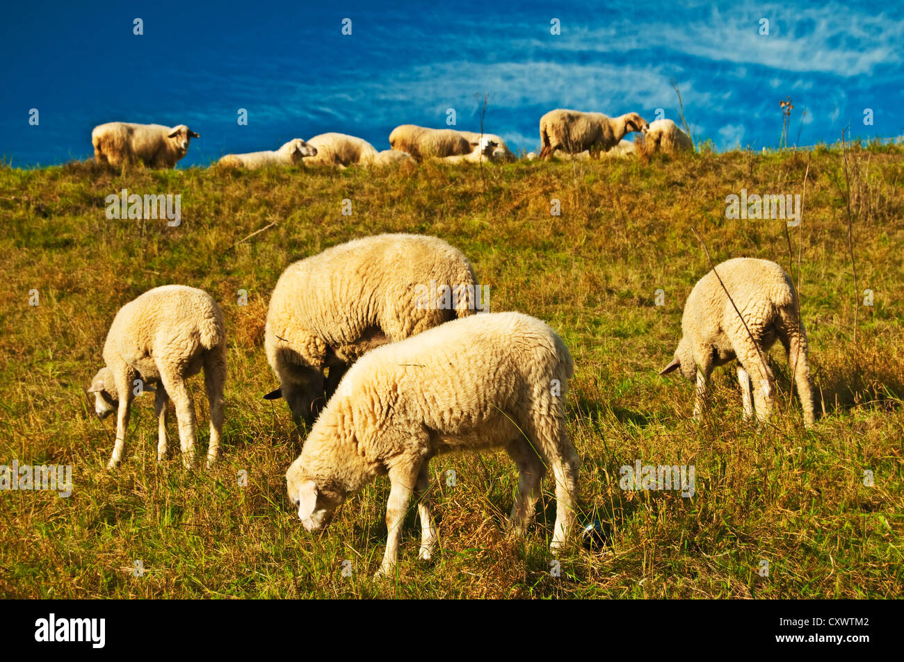 Sheep range hi-res stock photography and images - Alamy