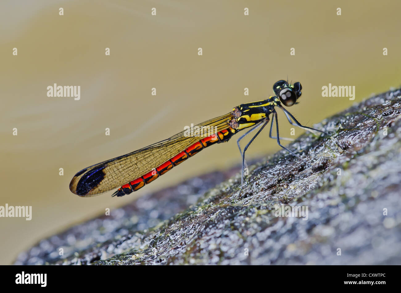Fiery Gem. Libellago aurantiaca, male damselfly Stock Photo - Alamy