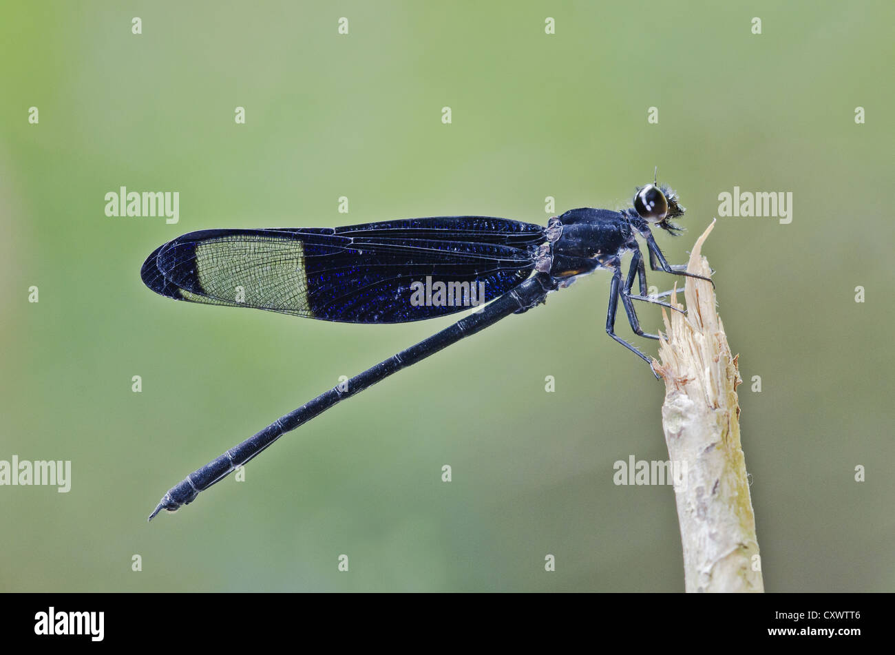 Dimidiata hi-res stock photography and images - Alamy