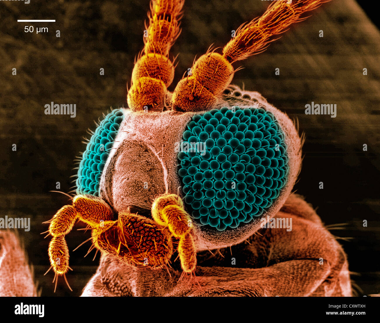 Scanning electron micrograph of a gall midge Stock Photo - Alamy