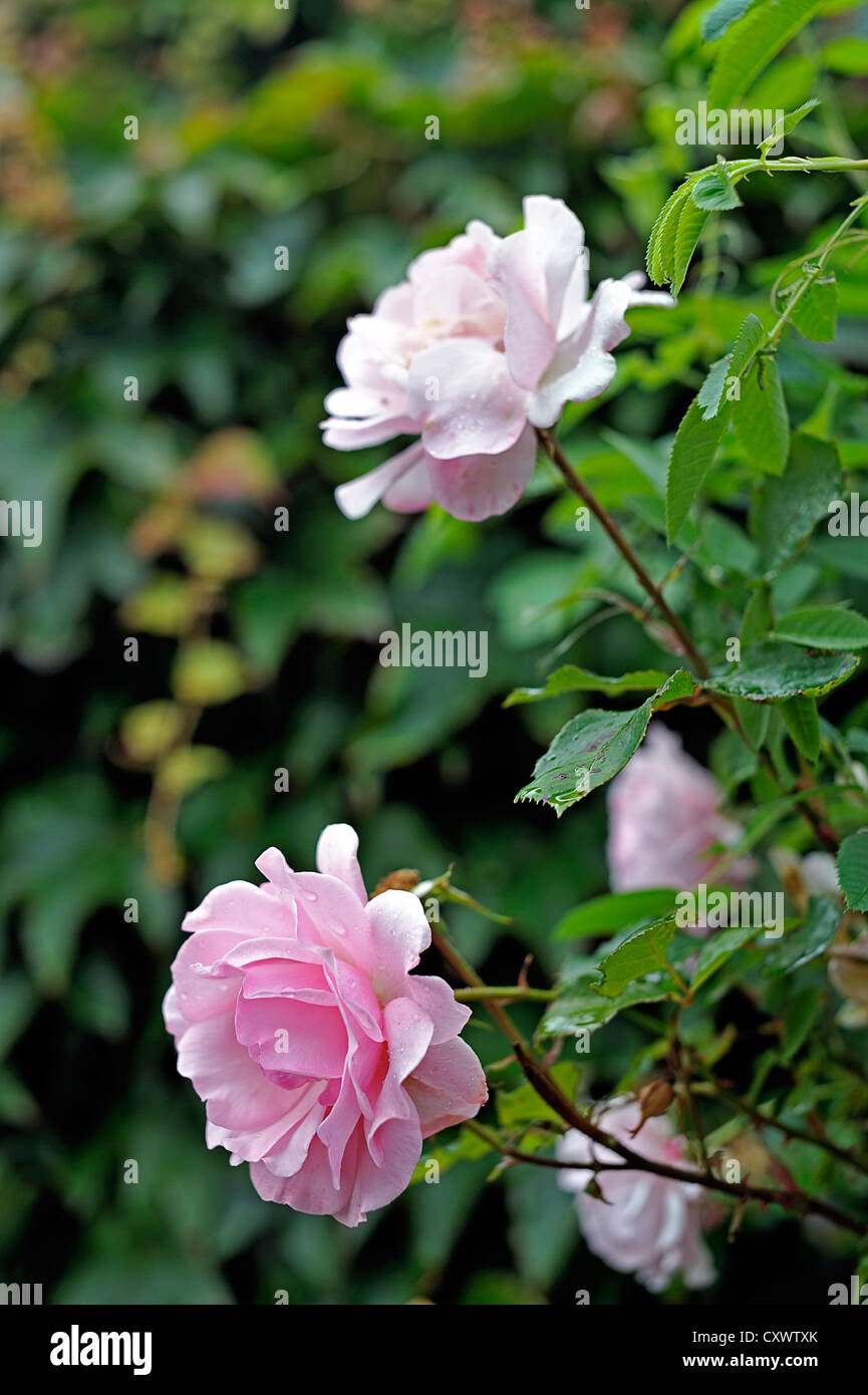 Empty pretty great britain british weather outdoors outside natural ...