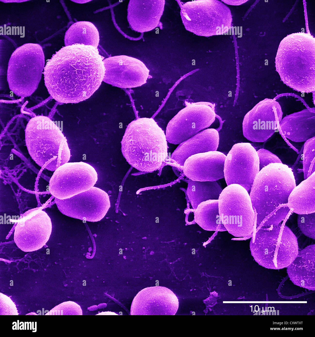 Scanning electron micrograph of algae Stock Photo - Alamy