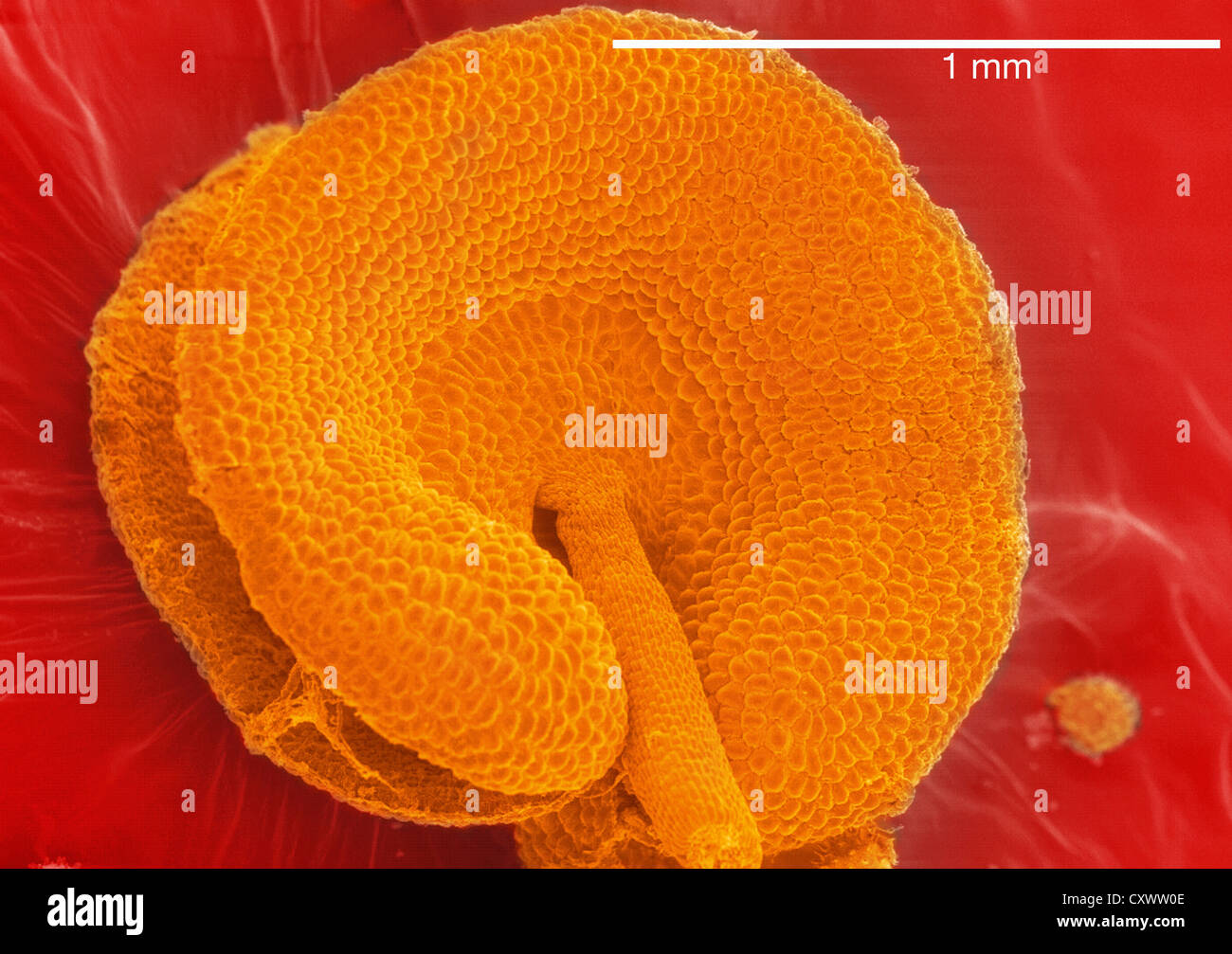 Scanning electron micrograph of a hibiscus anther Stock Photo - Alamy
