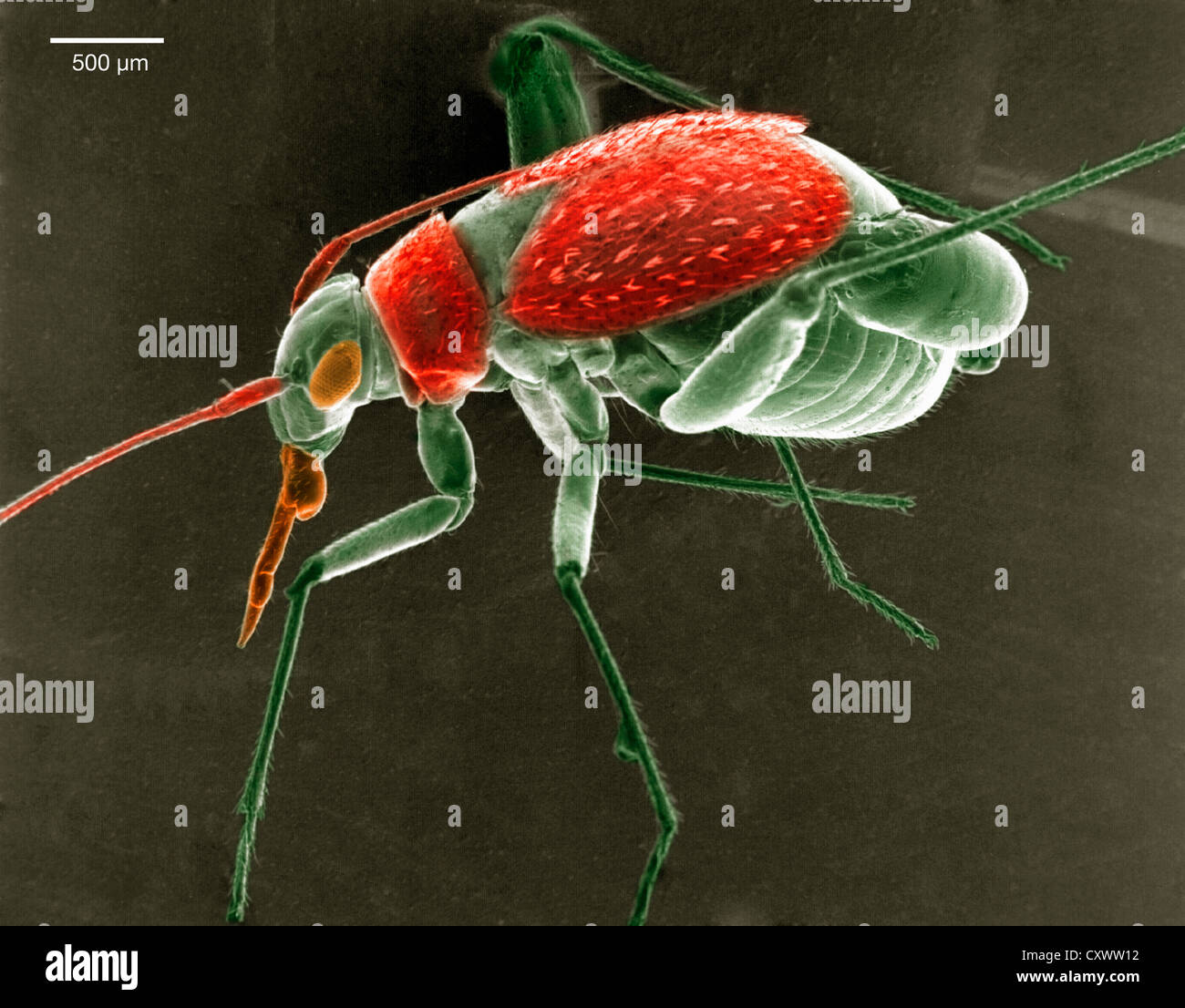 Scanning electron micrograph of a plant bug Stock Photo - Alamy