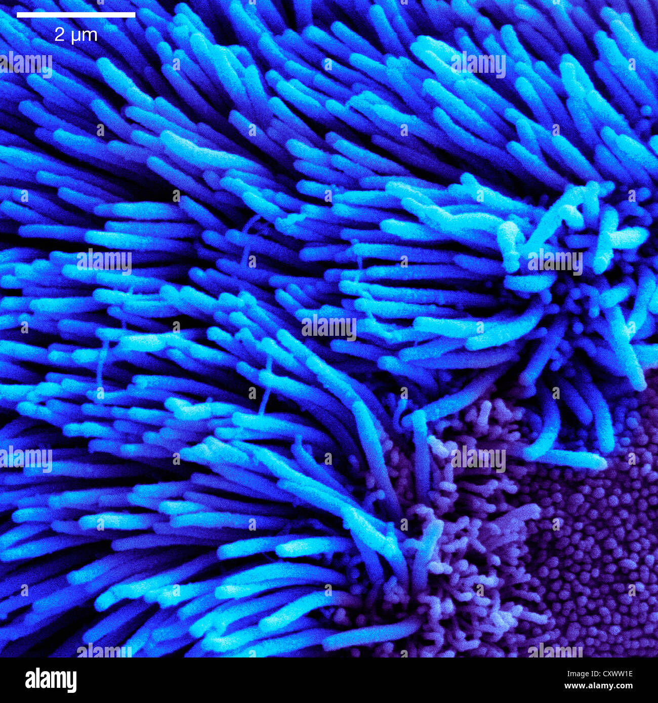 Microvilli Stock Photos & Microvilli Stock Images - Alamy