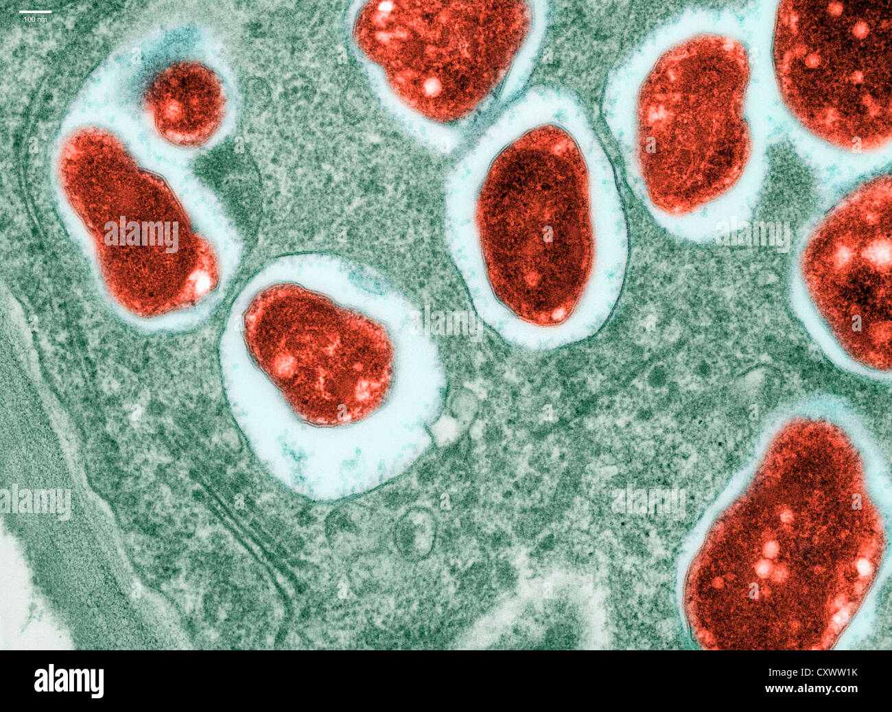 Transmission electron micrograph of soy bean root Stock Photo - Alamy