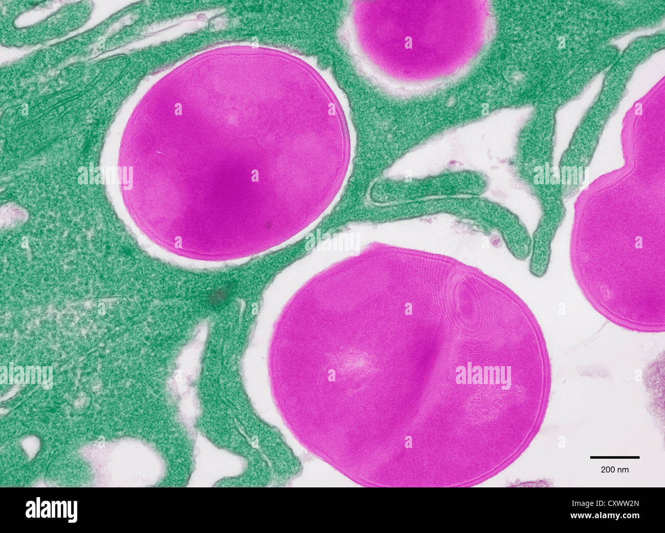 Transmission electron micrograph of Staphylococcus Stock Photo - Alamy
